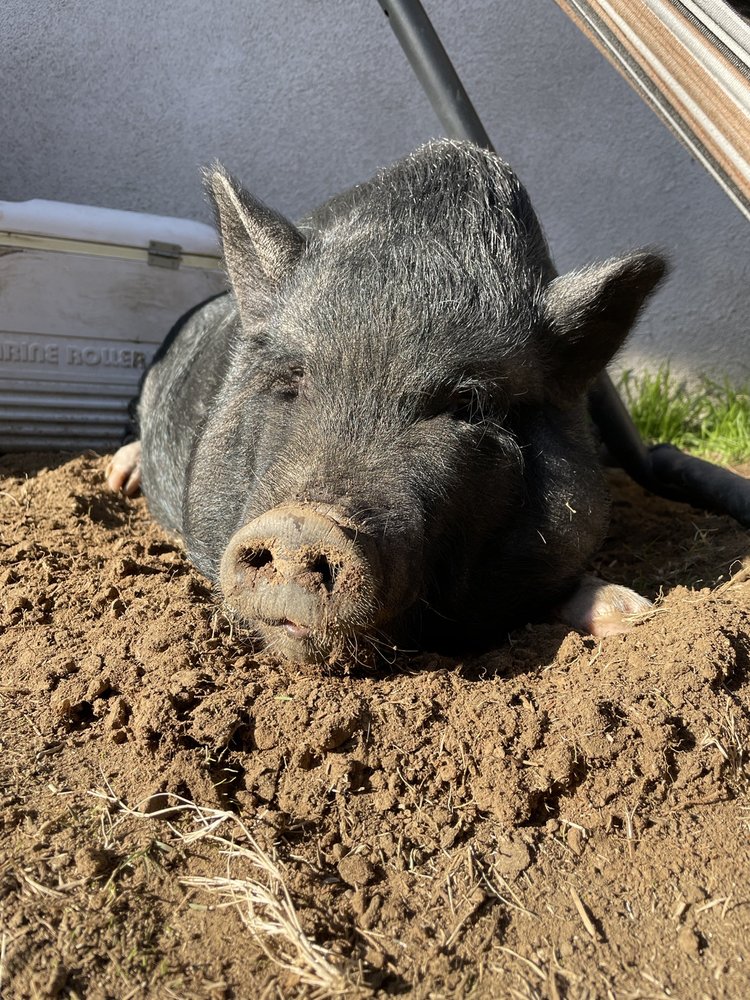 HILMAR ANIMAL HOSPITAL - Updated September 2025 - 16 Reviews - 19976 ...