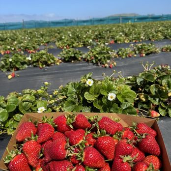 SWANTON BERRY FARM - Updated August 2025 - 1148 Photos & 547 Reviews ...