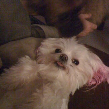 HIGH RIDGE ANIMAL HOSPITAL - Updated September 2025 - 13 Reviews - 2612 ...