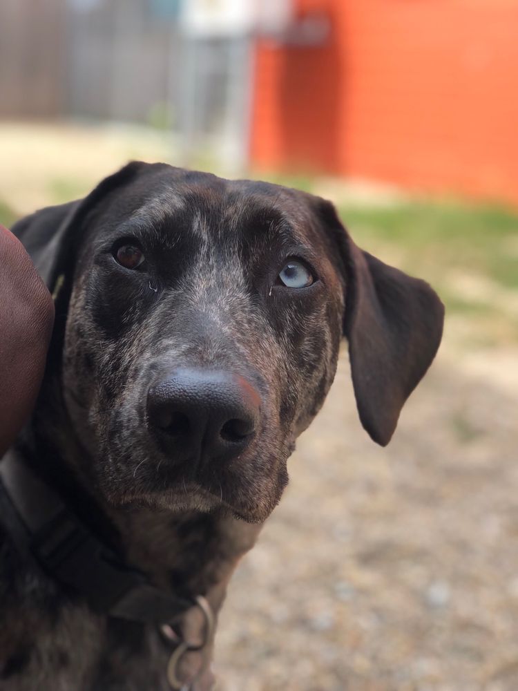 CANINE CONNECTION - Updated September 2025 - 227 Photos & 92 Reviews ...