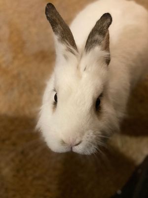 STIERN VETERINARY HOSPITAL - Updated January 2025 - 38 Photos & 70 ...