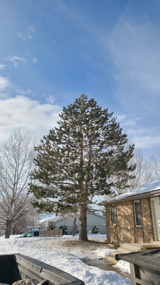 GOLDEN RULE TREE SERVICE - Updated April 2026 - Request a Quote - 300 E ...