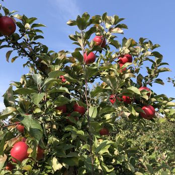 RENNIE ORCHARDS - Updated October 2025 - 39 Photos & 15 Reviews - 11221 ...