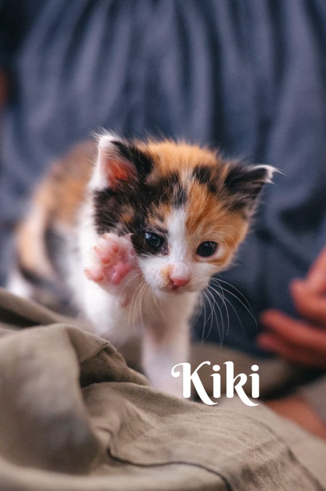 ACE KITTY RESCUE FORCE - Updated September 2025 - 30 Photos & 12 ...