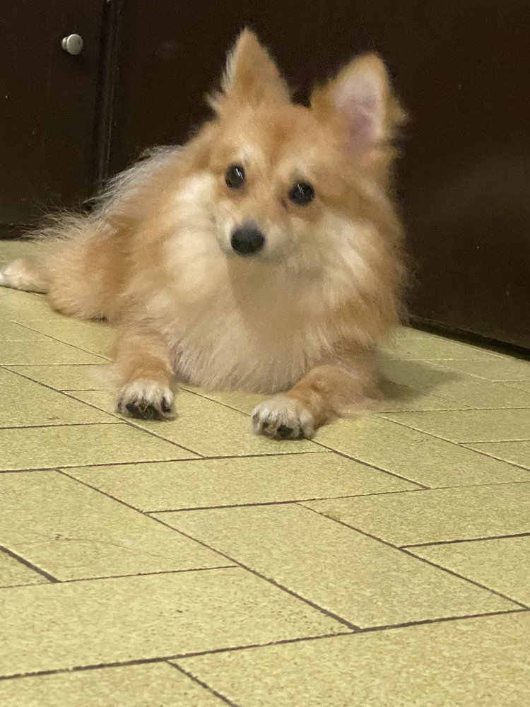 COREILA PET HOUSE - Updated April 2025 - 14 Photos - Gatchalian ...