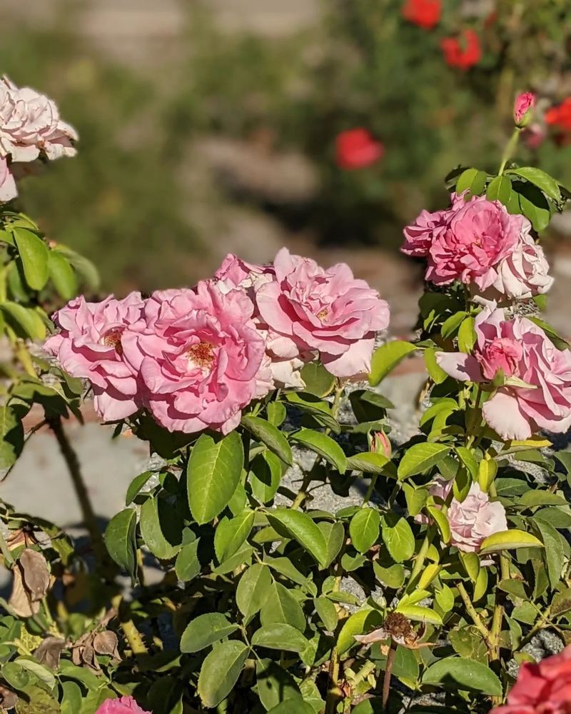 MICKE GROVE PARK - Updated July 2025 - 178 Photos & 64 Reviews - 11793 ...