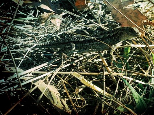 GRIZZLY PEAK - 312 Photos & 144 Reviews - Old Fish Ranch Rd, Berkeley ...