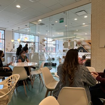 REGAL CAT CAFE - Updated May 2025 - 141 Photos & 41 Reviews - 303 10 ...