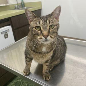 CENTENNIAL ANIMAL HOSPITAL - Updated December 2025 - 72 Photos & 308 ...