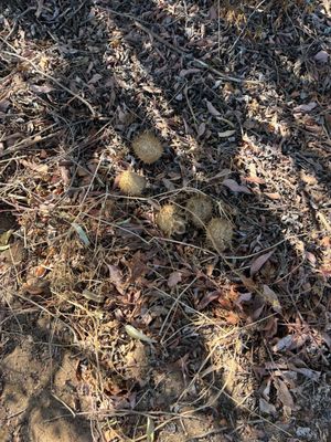 CRESTRIDGE ECOLOGICAL RESERVE - Updated October 2025 - 395 Photos ...