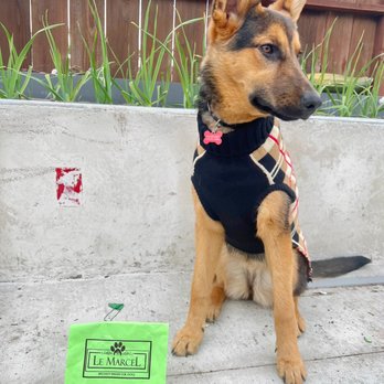 LE MARCEL BAKERY FOR DOGS - 251 Photos & 155 Reviews - 2066 Union St ...