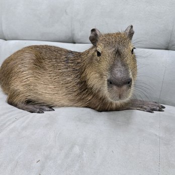 THE CAPYBARA CAFE - Updated October 2025 - 124 Photos - 33 Reviews ...