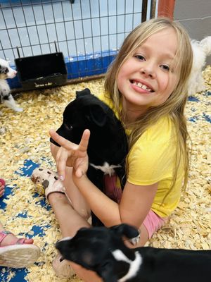 SAVE ALL DOGS RESCUE - Updated December 2025 - 100 Photos & 12 Reviews ...