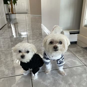 HALO VETERINARY HOSPITAL - Updated November 2025 - 909 Willis Ave ...