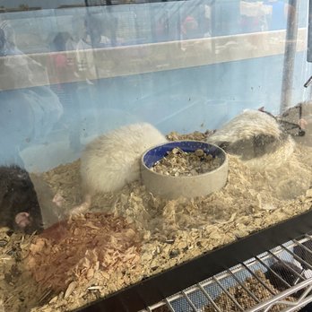 THE PET SHOP - Updated January 2026 - 45 Photos & 125 Reviews - 165 ...