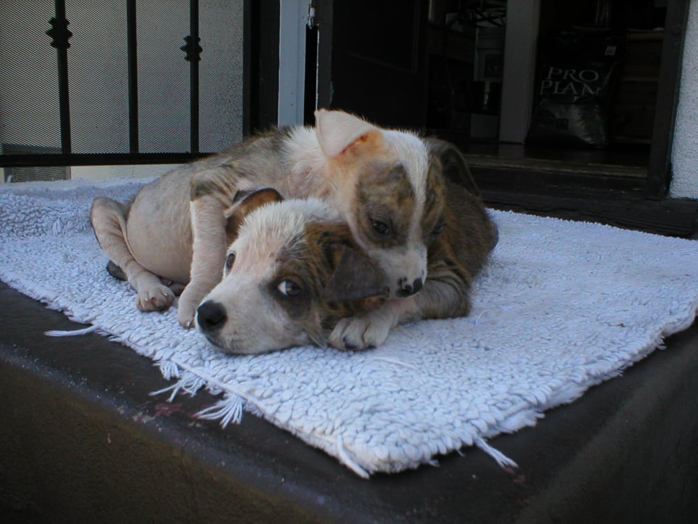 DIAMONDS IN THE RUFF RESCUE - Updated December 2025 - 10 Photos - 4930 ...