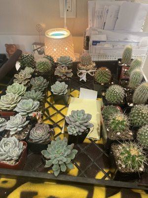 BUENA CREEK NURSERY - Updated July 2025 - 11 Photos & 17 Reviews - 1280 ...