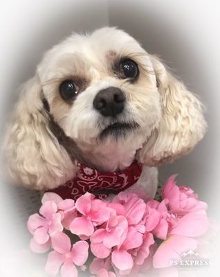 BOSS THE PET CONNECTION - Updated May 2025 - 812 Photos & 91 Reviews ...