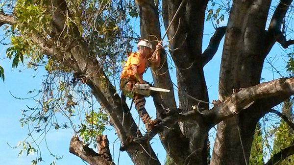 ACEVEDO TREE SERVICE - Updated November 2025 - 29 Photos & 39 Reviews ...