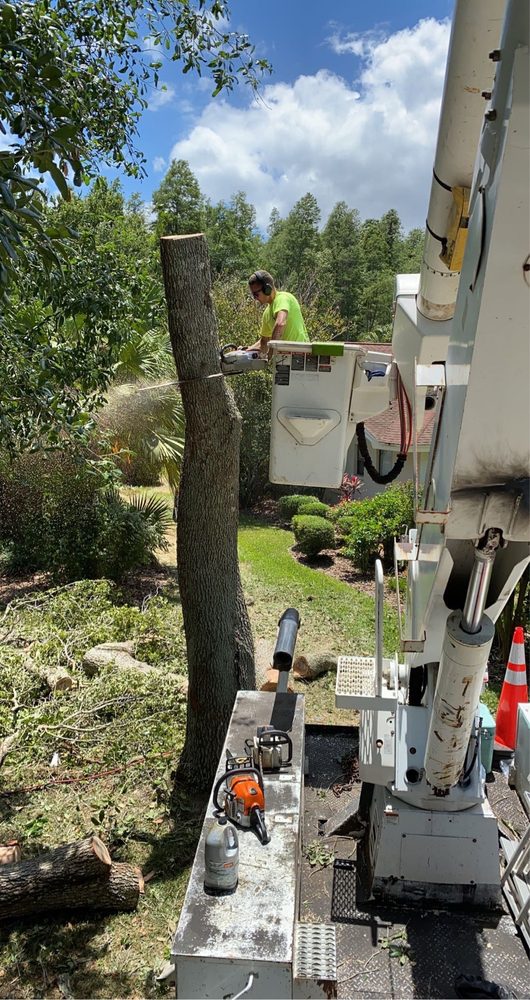 NO LIMITS TREE SERVICE - Updated September 2025 - 83 Photos - Riverview ...