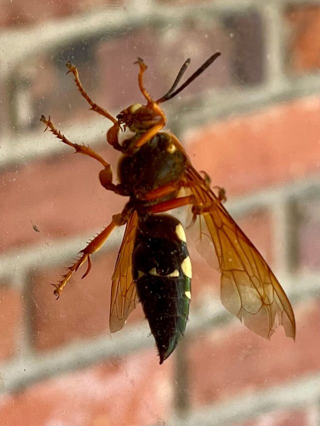 GW EXTERMINATING COMPANY - Updated July 2025 - 3908 Woodruff Rd ...