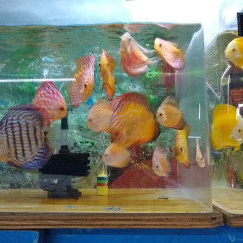 PET ZONE TROPICAL FISH - 321 Photos & 107 Reviews - 4266 University Ave ...