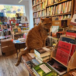 EPIC ROBO-SPIDER - Updated November 2024 - 11 Photos - 317 Main St ...