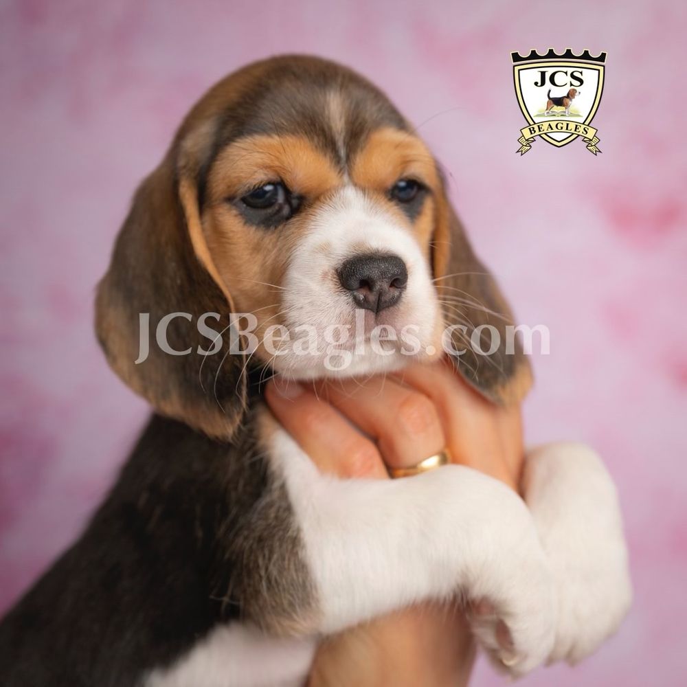 JCS BEAGLES - Updated November 2024 - Request Information - 22 Photos - 14261 SW 120th St, Miami ...