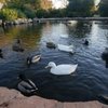 CSUN POND - Updated January 2026 - 343 Photos & 87 Reviews - 18111 ...