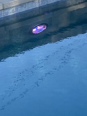 PREMIER POOL PLASTERING - Updated July 2024 - 127 Photos & 72 Reviews ...