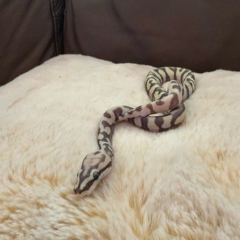 UNDERGROUND REPTILES - Updated December 2025 - 302 Photos & 278 Reviews ...