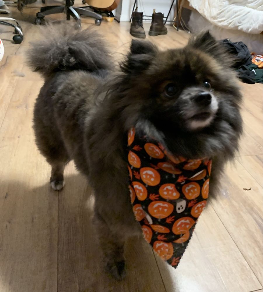 FUNKY PUPS GROOMING - Updated December 2025 - 52 Photos - 145 G St ...