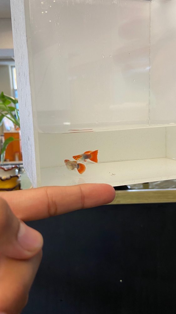 THE FIN SHOP - Updated March 2025 - 36 Photos & 27 Reviews - 13241 ...