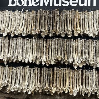 THE BONE MUSEUM - Updated January 2026 - 44 Photos & 21 Reviews - 255 McKibbin St, Brooklyn, New ...