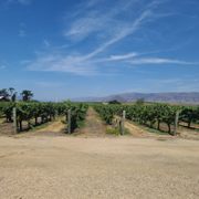 BIDDLE RANCH VINEYARD - 171 Photos & 83 Reviews - Wineries - 2050 ...