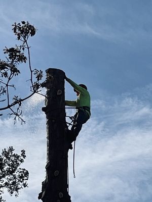 MAJESTIC TREE SERVICE - Updated November 2024 - 225 Photos & 656 ...