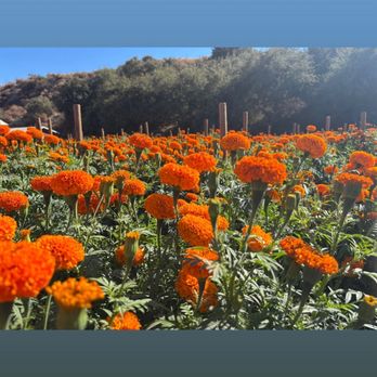 SANCHEZ PRODUCE - Updated January 2026 - 65 Photos & 23 Reviews - 16230 ...