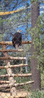 HERITAGE PARK ZOOLOGICAL SANCTUARY - 126 Photos & 74 Reviews - Zoos ...