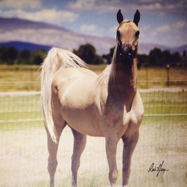 CERCEK PERFORMANCE HORSES - Updated August 2024 - 21 Photos - 2595 Knob ...