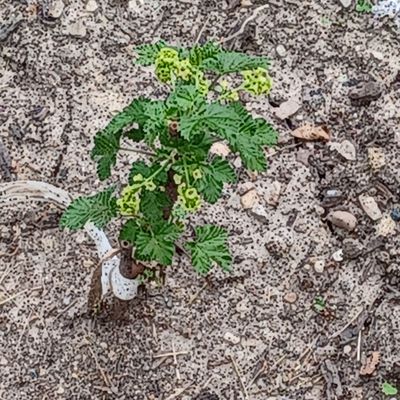 INDIANA BERRY & PLANT COMPANY - Updated December 2025 - 2811 Michigan ...