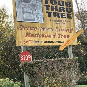 TOUR THRU TREE - Updated September 2025 - 92 Photos & 54 Reviews - 430 ...