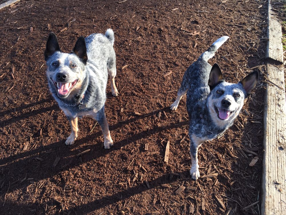 BLUE DINGO PET CARE - Updated July 2025 - 12 Reviews - Sammamish ...