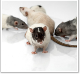 ABLE PEST CONTROL - Updated January 2025 - 15 Photos - 9022 State Rd 52 ...