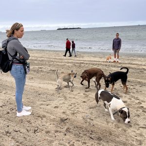 ROSIE’S DOG BEACH - 1663 Photos & 884 Reviews - 4800 E Ocean Blvd, Long Beach, California ...