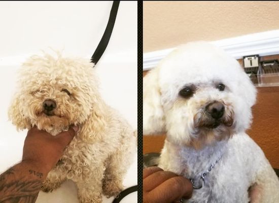 DOGFATHER PET GROOMING - 14 Photos - 10620 N 43rd Ave, Glendale ...