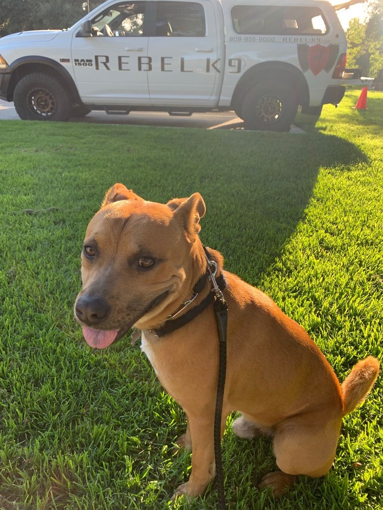 REBEL K9 SERVICES - Updated May 2025 - 22 Photos & 12 Reviews - Yucaipa ...