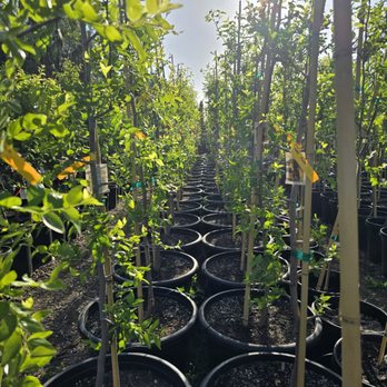 TREES OUTLET - Updated December 2025 - 63 Photos & 23 Reviews - 9149 ...