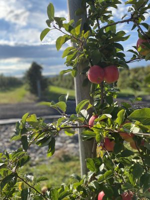 HOLMBERG ORCHARDS - Updated October 2025 - 239 Photos & 93 Reviews - 12 ...