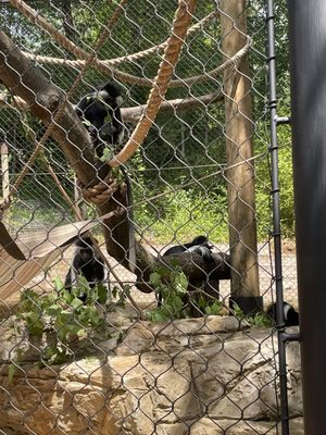 GREENVILLE ZOO - Updated September 2025 - 208 Photos & 98 Reviews - 150 ...