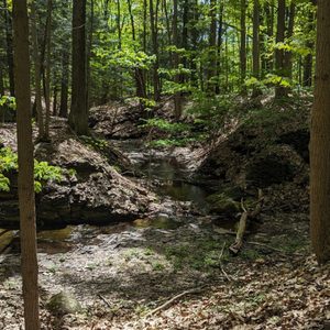 ERIE COUNTY FOREST - Updated June 2025 - 10 Photos - East Concord, New ...